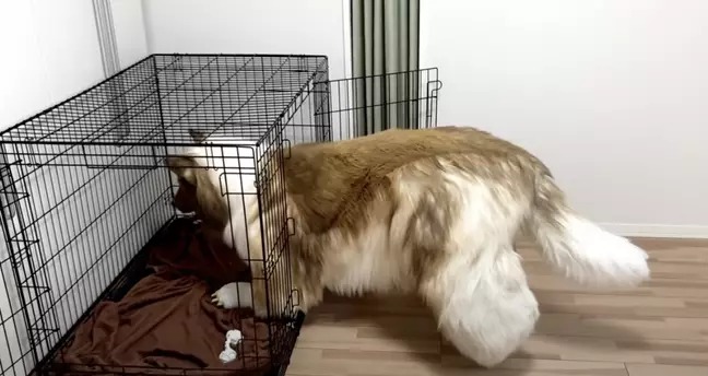 Japanese Man Who 'Transformed' Into A Dog Now Lives In A Cage