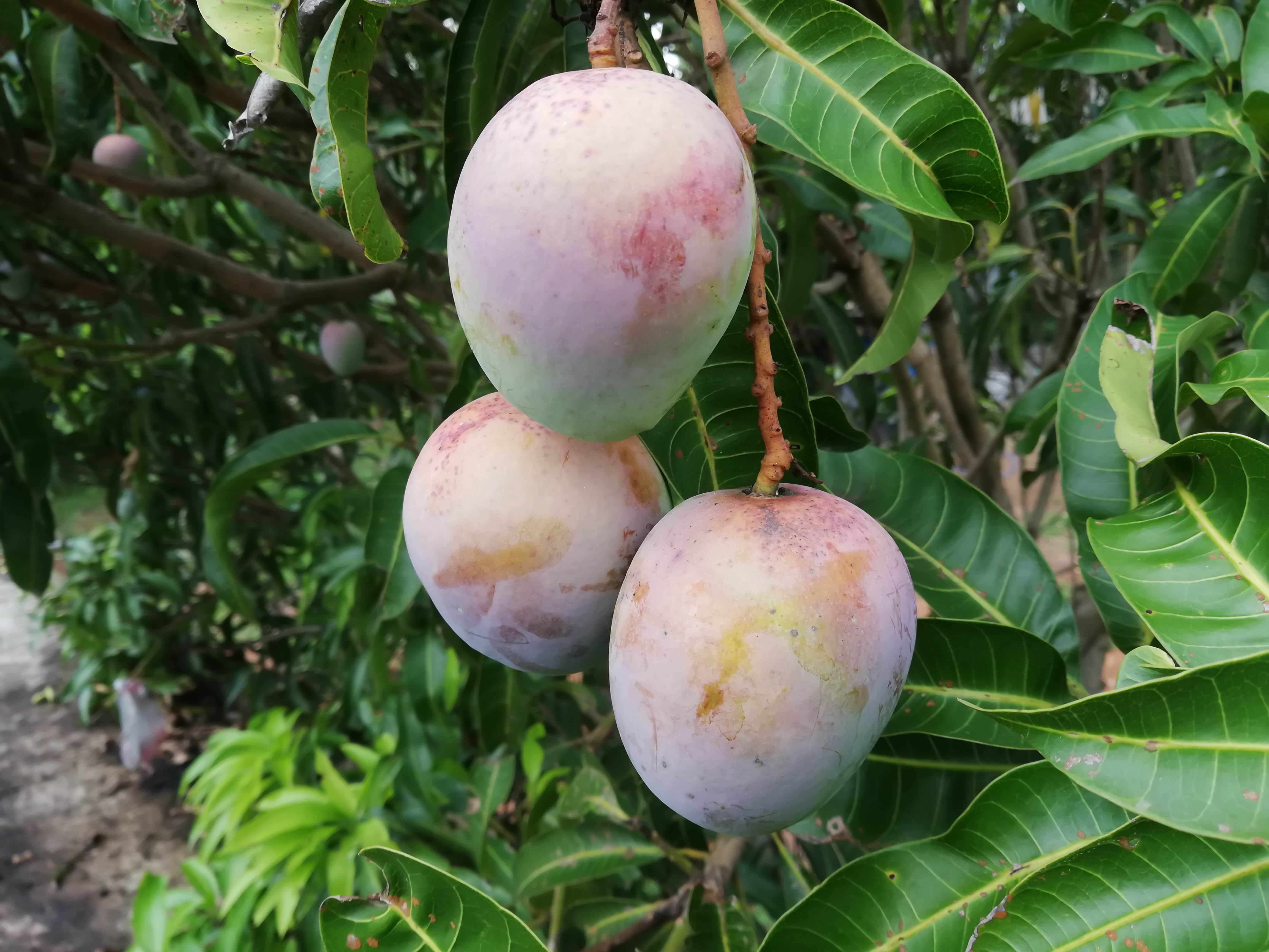 Explained: The Dark Side of Artificially Ripened Mangoes, And The ...
