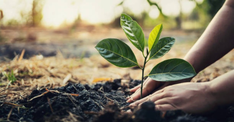 Tips for Dry Plants Solution: अगर सूखने लगे हैं पौधें तो इन उपायों से ...