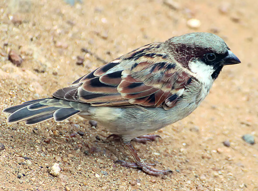 World Sparrow Day: दुनिया की इकलौती स्मृति-पट्टिका जो एक गौरैया की याद ...