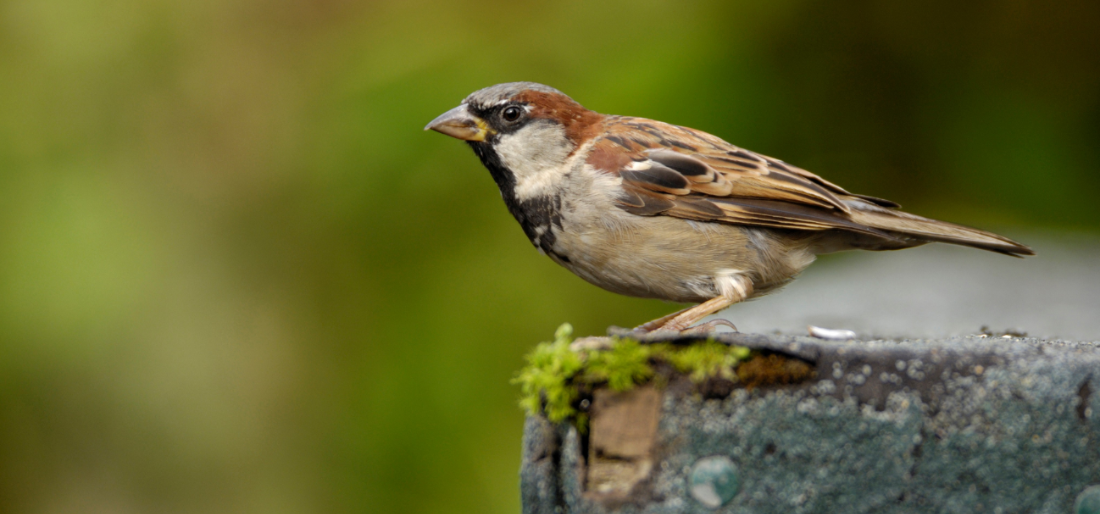 World Sparrow Day: दुनिया की इकलौती स्मृति-पट्टिका जो एक गौरैया की याद ...