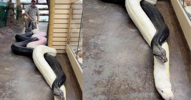 Man Drags Two Enormous Pythons By Their Tails