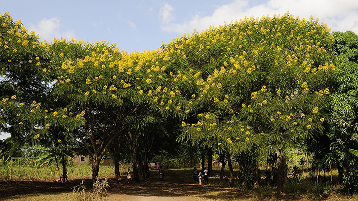 Explained: Senna Spectabilis That Kerala Is Planning To Eradicate