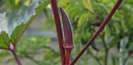 Red Okra Gardening And Maintenance At Home