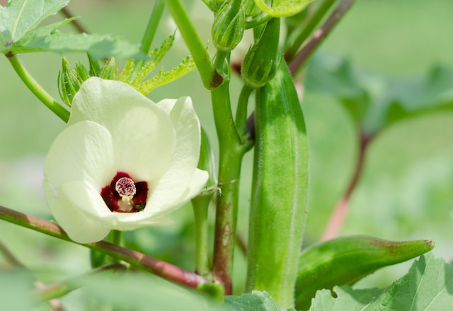 Red Okra Gardening And Maintenance At Home