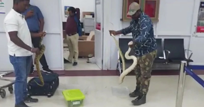 Woman Flying With 22 Snakes And 1 Chameleon Arrested At Chennai Airport