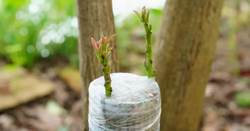 How To Do Bark Grafting