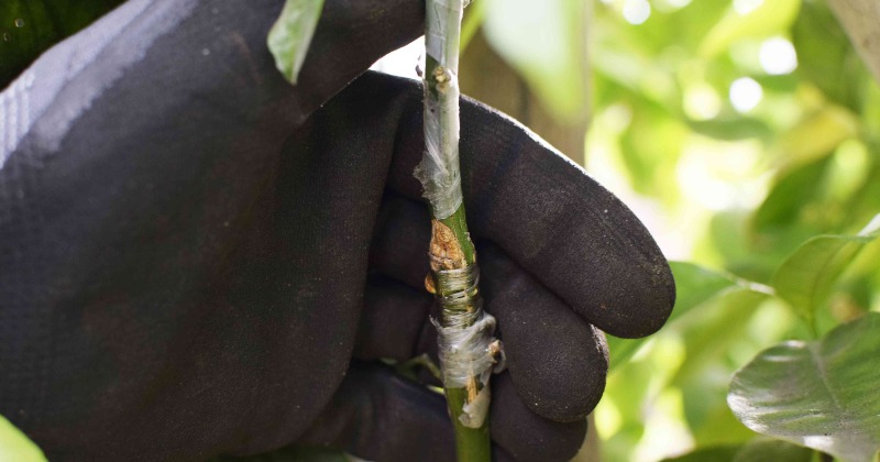 How To Do Splice Grafting