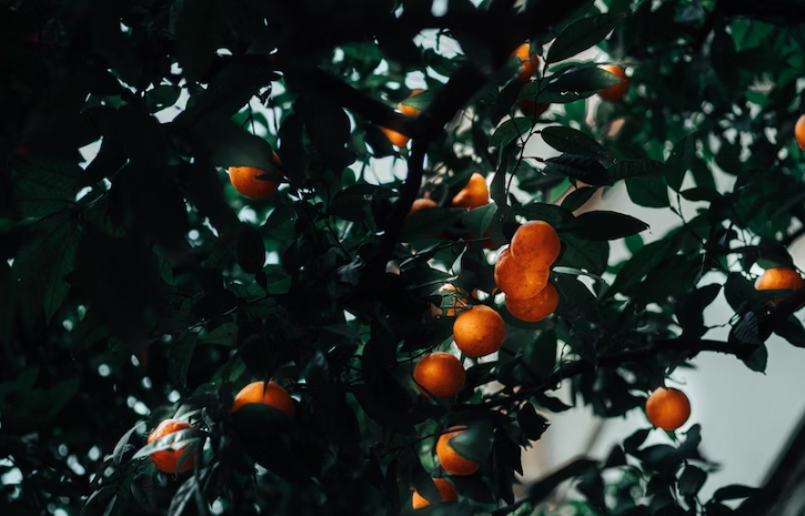 How To Do Inarch Grafting