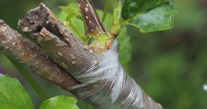 Bridge Grafting: Techniques, Methods & Ideas