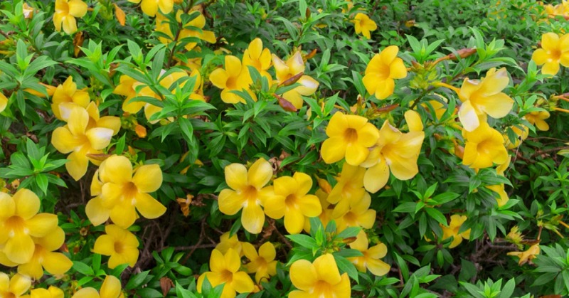 Allamanda: An Ornamental Plant With Medicinal Properties