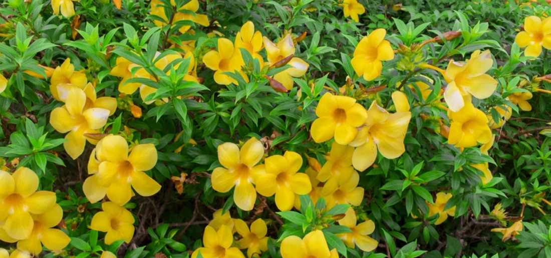 Allamanda: An Ornamental Plant With Medicinal Properties
