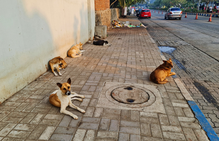Gurugram Man Arrested For Thrashing Stray Dogs, Throwing Them Off His Roof Gurugram Man Arrested For Thrashing Stray Dogs, Throwing Them Off His Roof