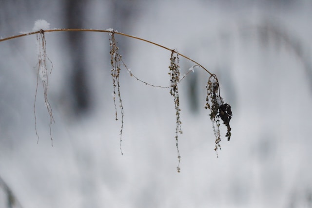 How Can Plants Be Protected From Damage Caused By Cold Weather?