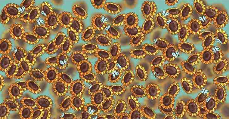 Optical Illusion: Can You Spot The Hidden Bee Inside The Sunflowers ...