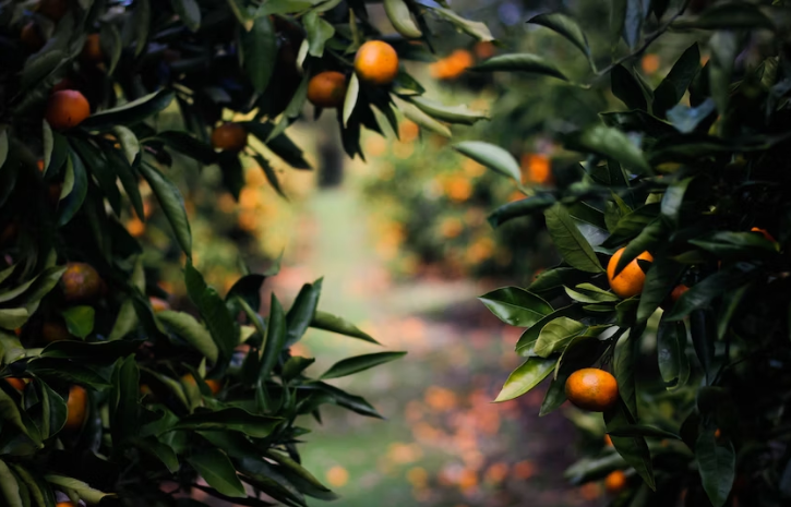 Bridge Grafting: Techniques, Methods & Ideas