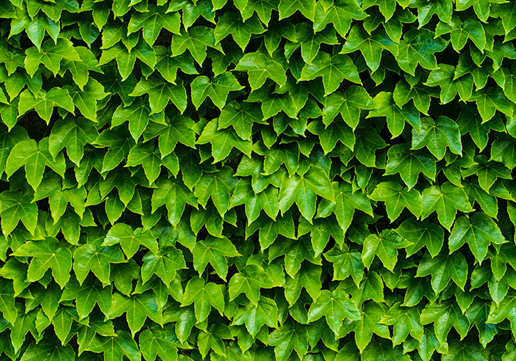 Ivy: A Popular Climbing Plant