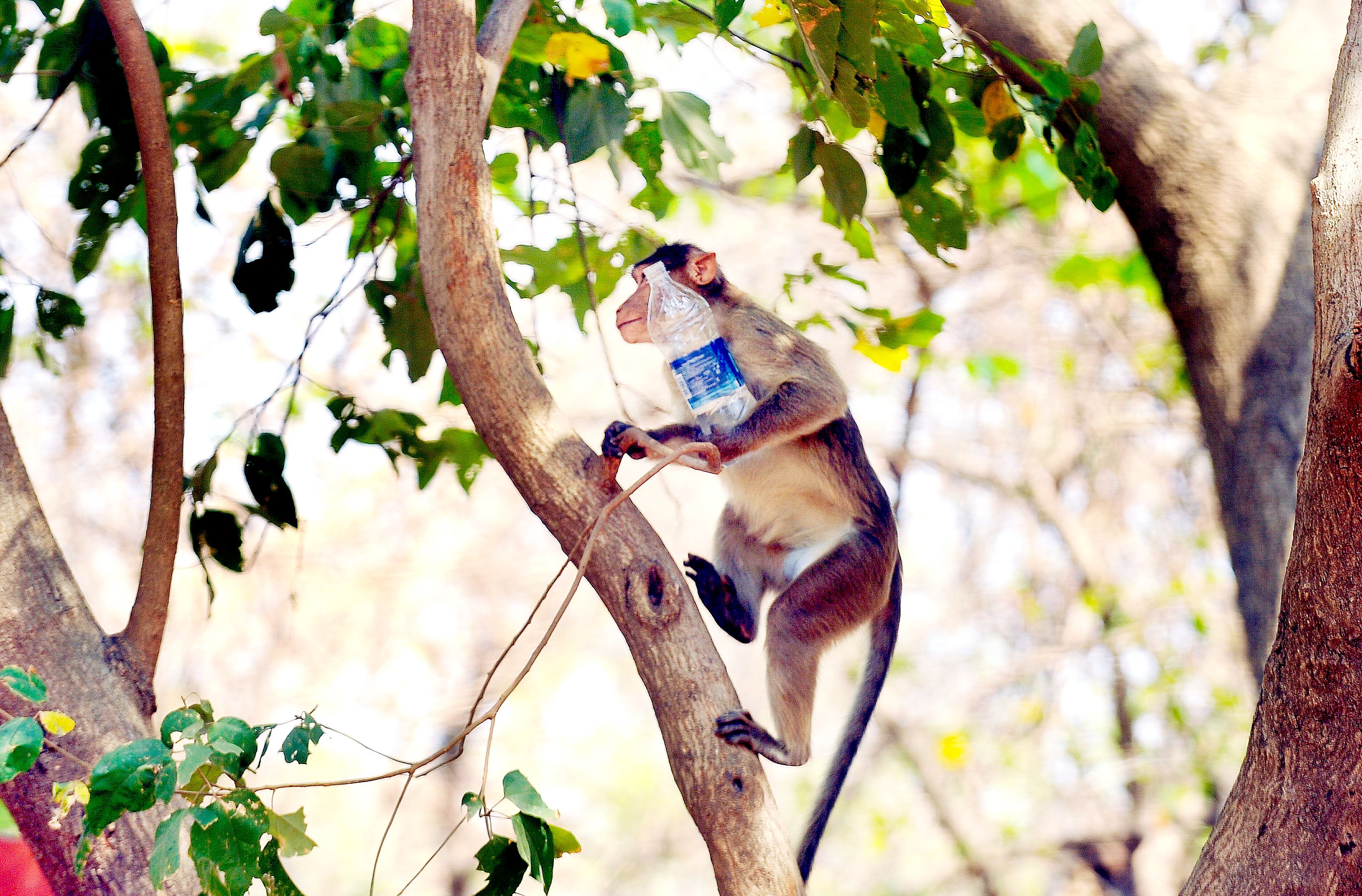 Uttar Pradesh: 40 Monkeys Found Dead In Suspected Case Of ‘Mass ...