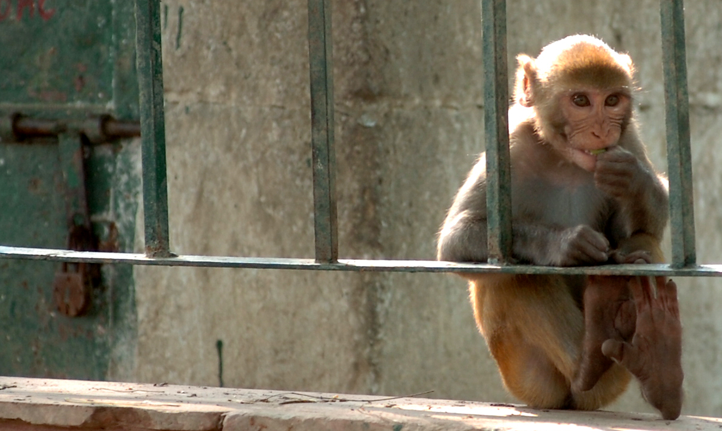 Uttar Pradesh: 40 Monkeys Found Dead In Suspected Case Of ‘Mass ...