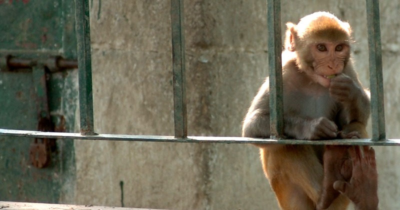 Uttar Pradesh: 40 Monkeys Found Dead In Suspected Case Of ‘Mass Poisoning’; Probe Underway