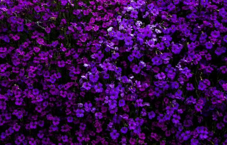 15 Fastest Growing Creeper Plants in India