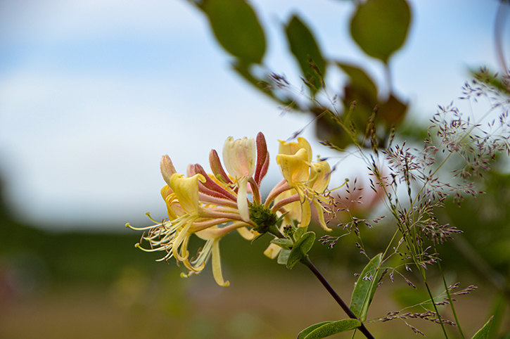 Honeysuckle: A Popular Climbing Plant