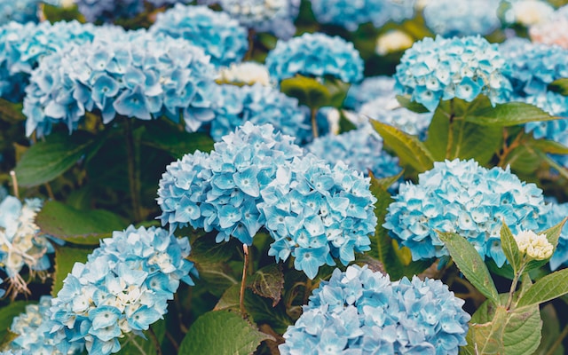 Do Hydrangeas Grow In India