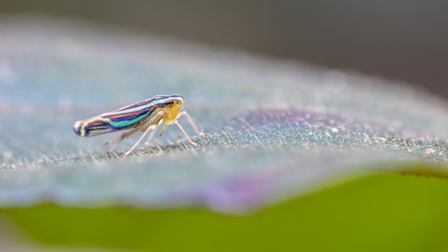 What Are Leafhoppers And How To Get Rid Of These Pests