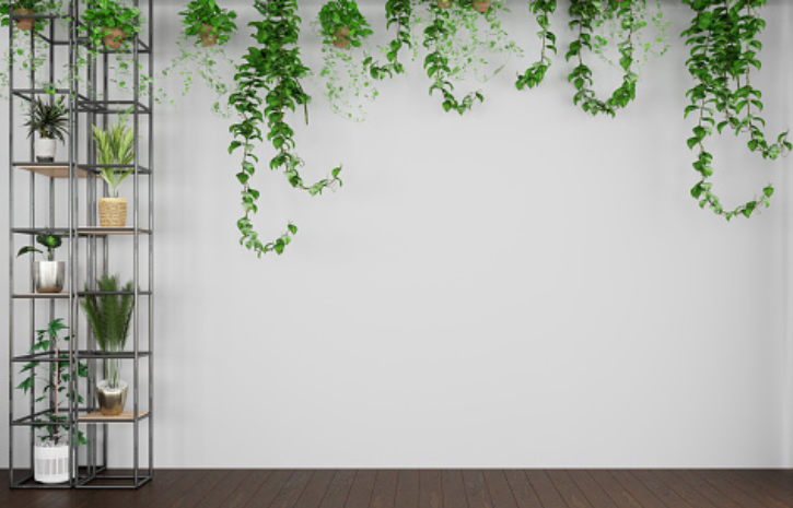 Curtain Creeper: An Easy-To-Grow Climbing Plant That Makes Your Home ...