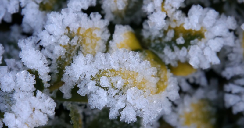 How Can Plants Be Protected From Damage Caused By Cold Weather?