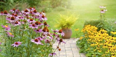 What Is A Perennial Plant?