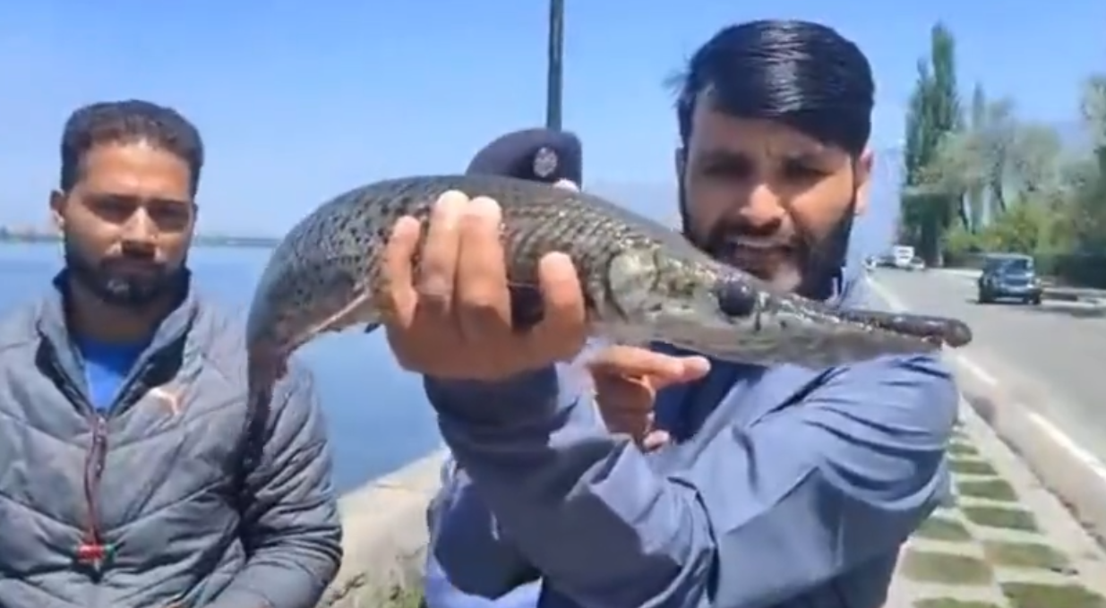 Rare Alligator Gar Fish Found In Kashmir's Dal Lake