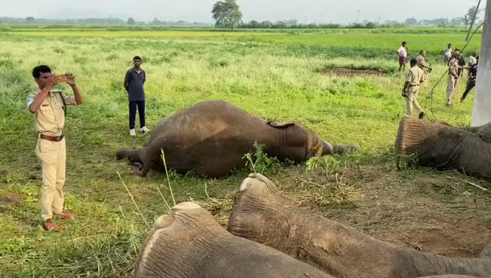Tragic! Herd Of Four Elephants Die Of Electrocution In Andhra Pradesh
