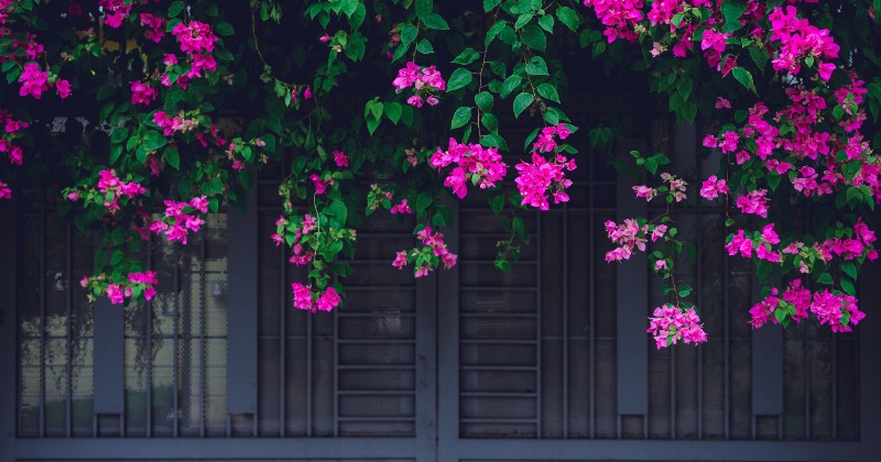 15 Fastest Growing Creeper Plants in India