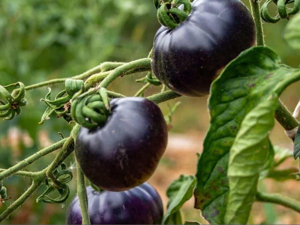 Blue Beauty Tomato