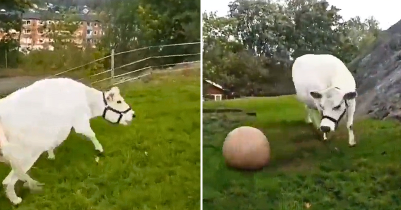 Cow Plays Fetch With Owner, Video Goes Viral