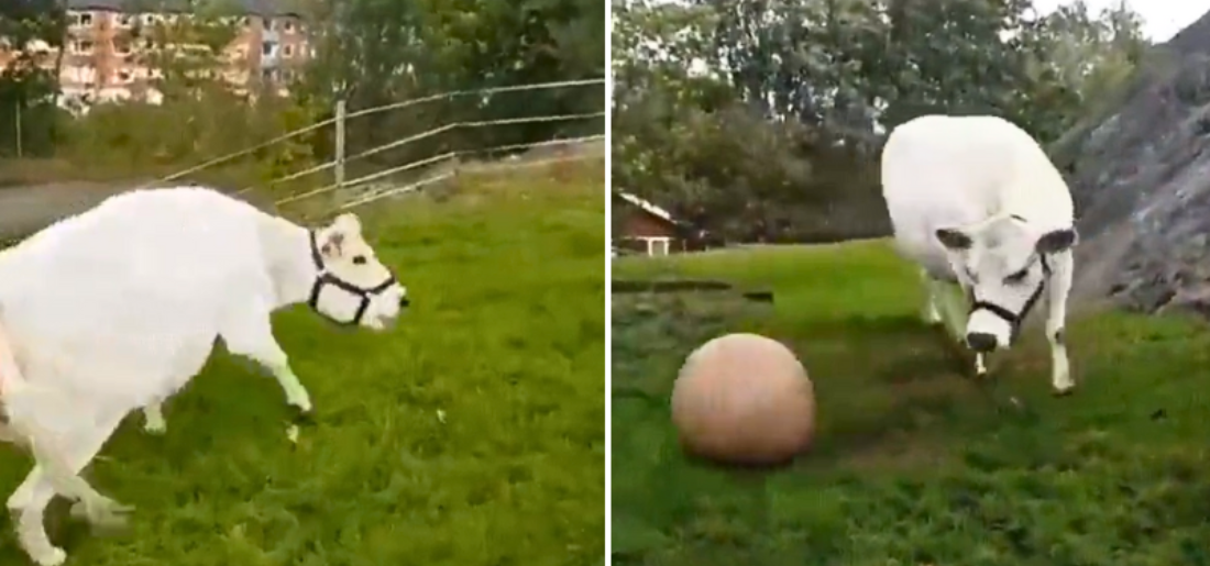 Cow Plays Fetch With Owner, Video Goes Viral