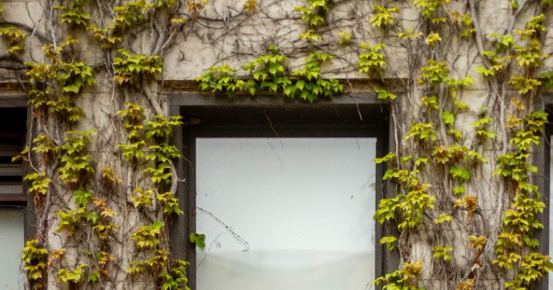 Creeper Plant: Everything You Need To Know