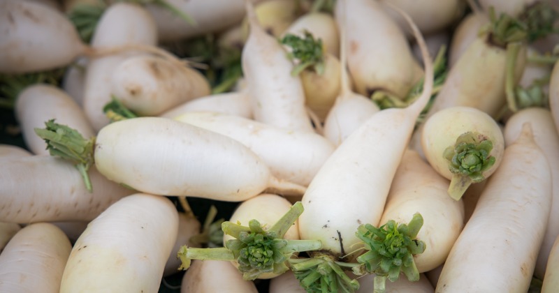 How To Grow White Radish At Home: Step By Step Complete Checklist