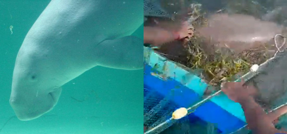 Trapped Dugong Rescued By Thanjavur Fishermen