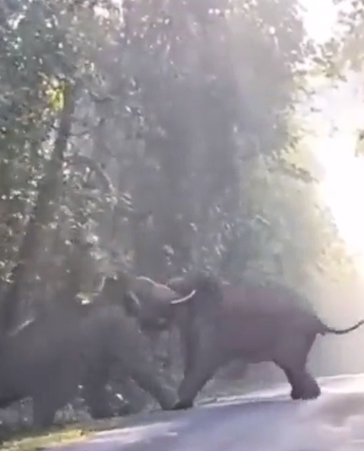 Watch: Elephants Fight Each Other On The Side Of A Road