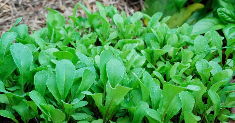 How To Raise And Harvest Rocket Aragula At Home