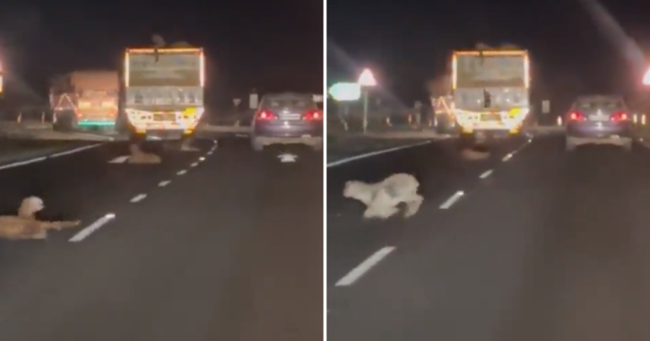 Myth Busted: Goat Throwing Video NOT from Pakistan, Confirms Fact Check