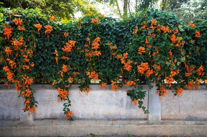 Flaming Trumpet Vine Plant: Everything You Need To Know