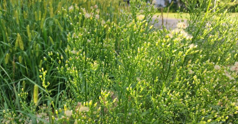 How To Grow Erigeron Canadensis