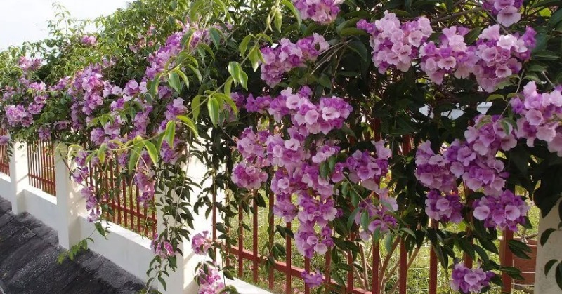 Garlic Vine Plant: Everything You Need To Know