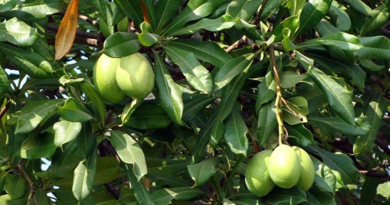 Cerbera Odollam – Why It Is Called A Suicide Tree