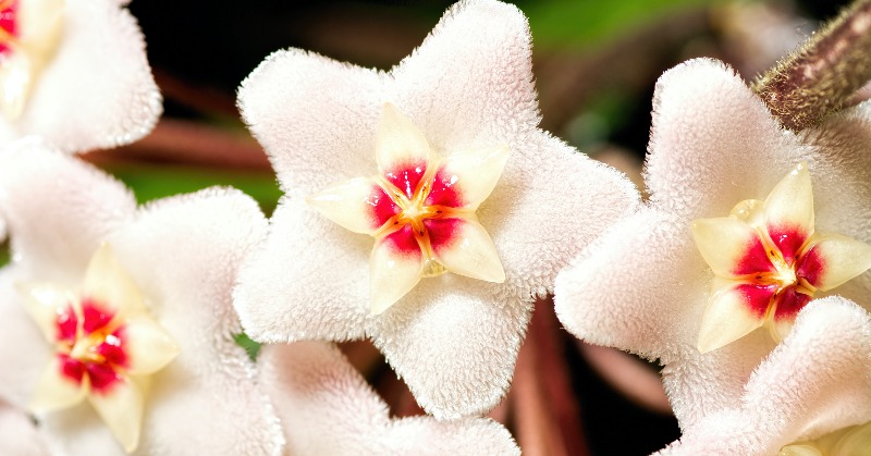 Hoya Plant: Everything You Need To Know