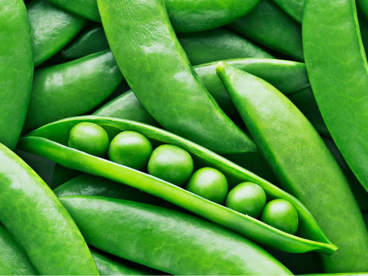 How To Grow And Harvest Garden Peas At Home From Sprout To Produce