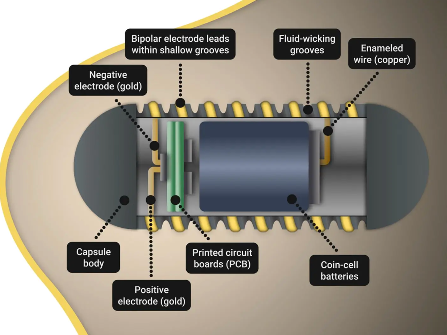 Researchers Create First-Ever Ingestible Capsule To Regulate Appetite